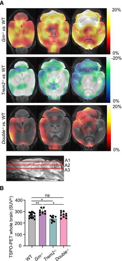 美迪索nanoScan PET/MRI 3T助力研究：颗粒蛋白前体缺乏模型中TREM2缺